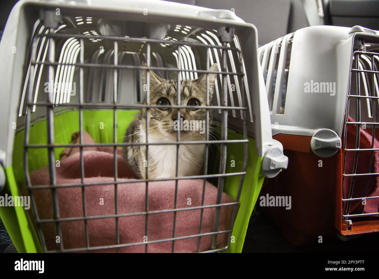 Detail of domestic animal locked in a cage to go to the vet Stock Photo ...