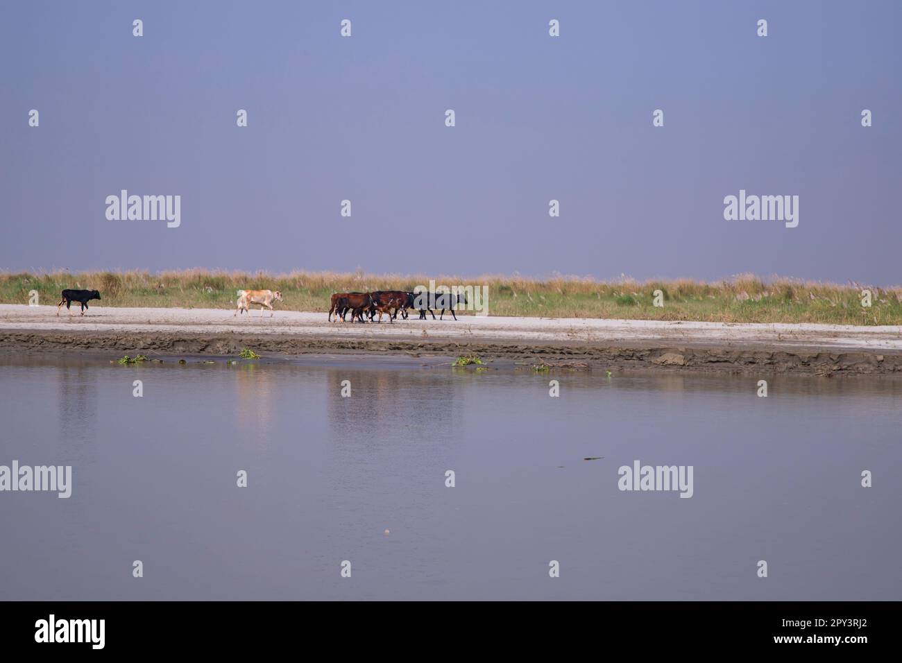Beautiful landscape view of Padma river or Island in Bangladesh Stock ...