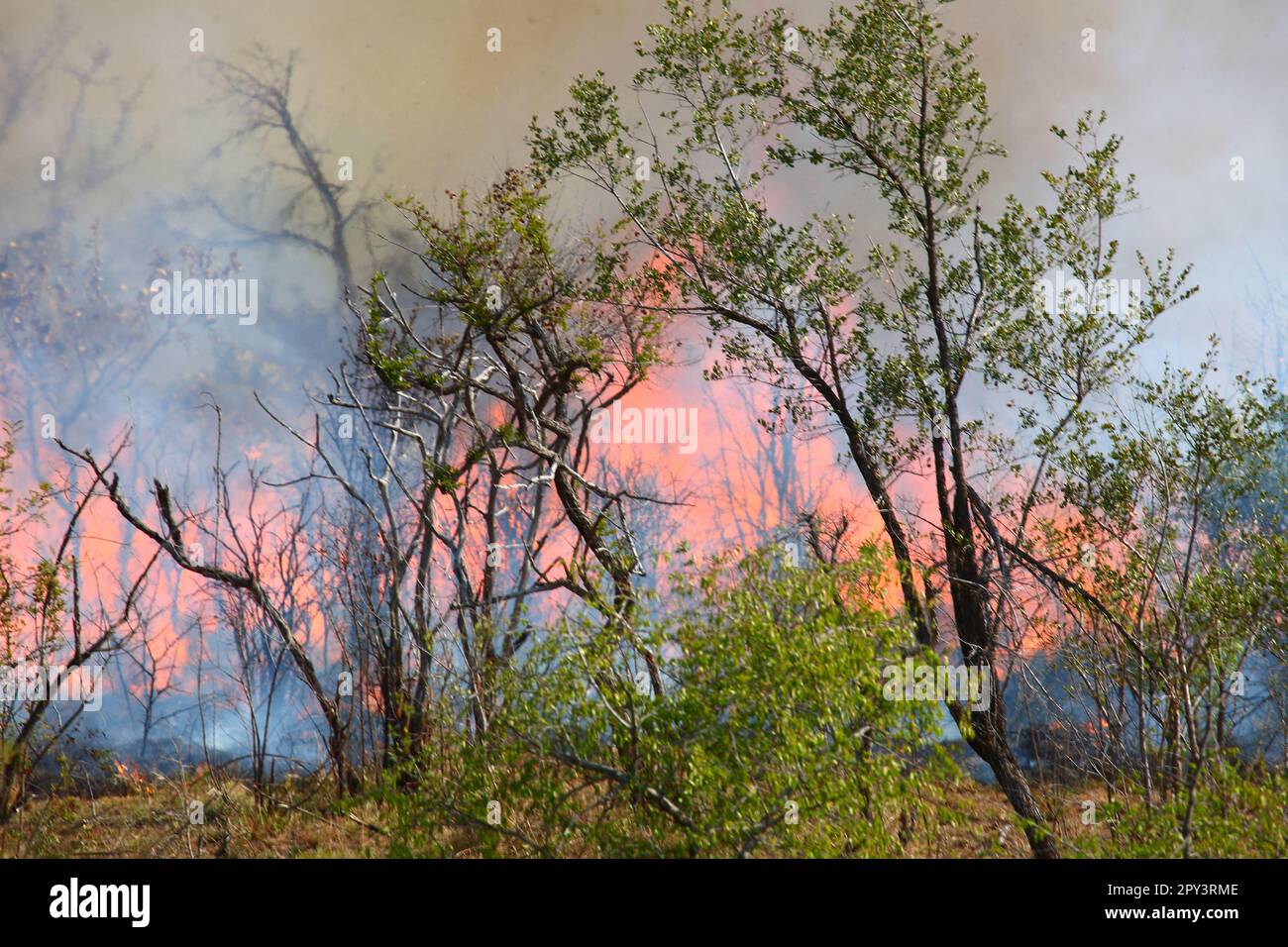 Afrikanischer Busch - Krügerpark - Buschfeuer / African Bush - Kruger ...