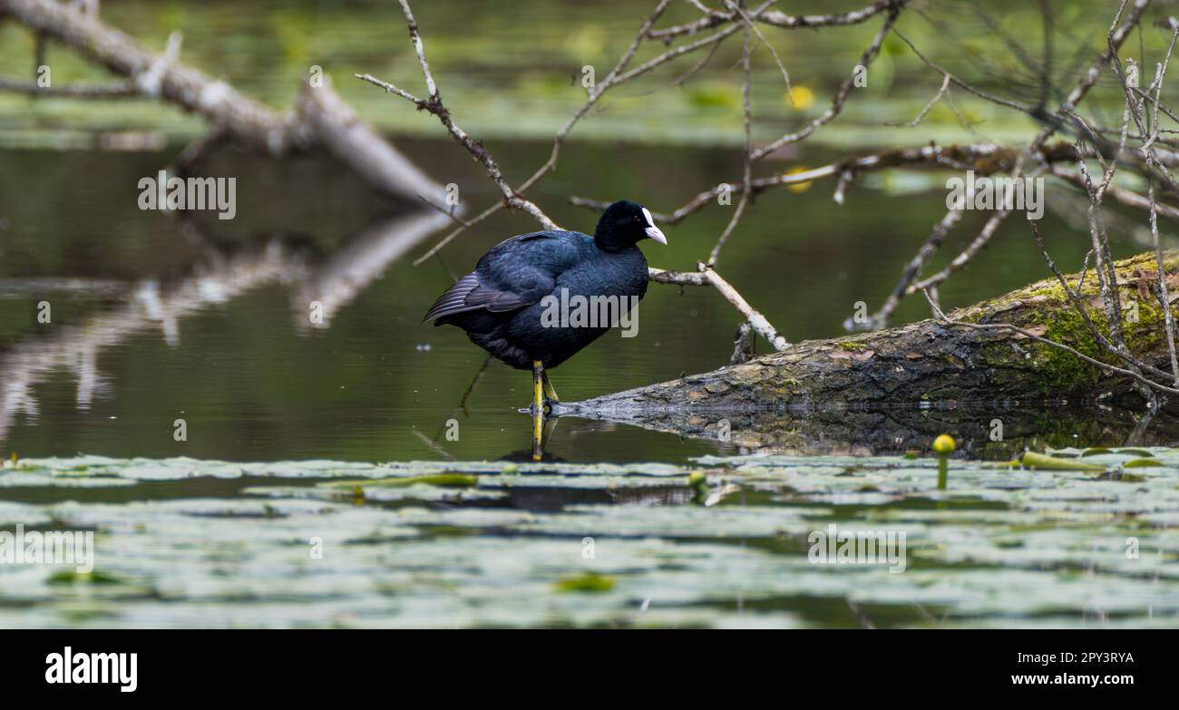 The Eurasian coot (Fulica atra), also known as the common coot, or ...