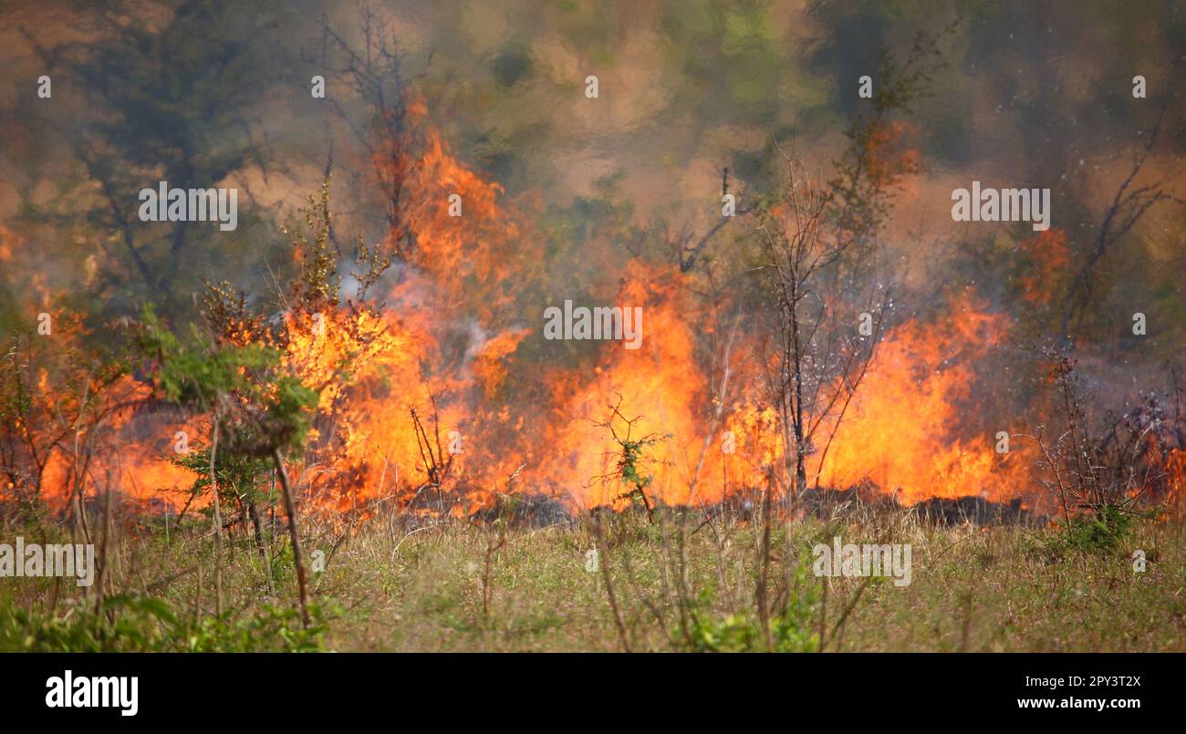 Afrikanischer Busch - Krügerpark - Buschfeuer / African Bush - Kruger ...