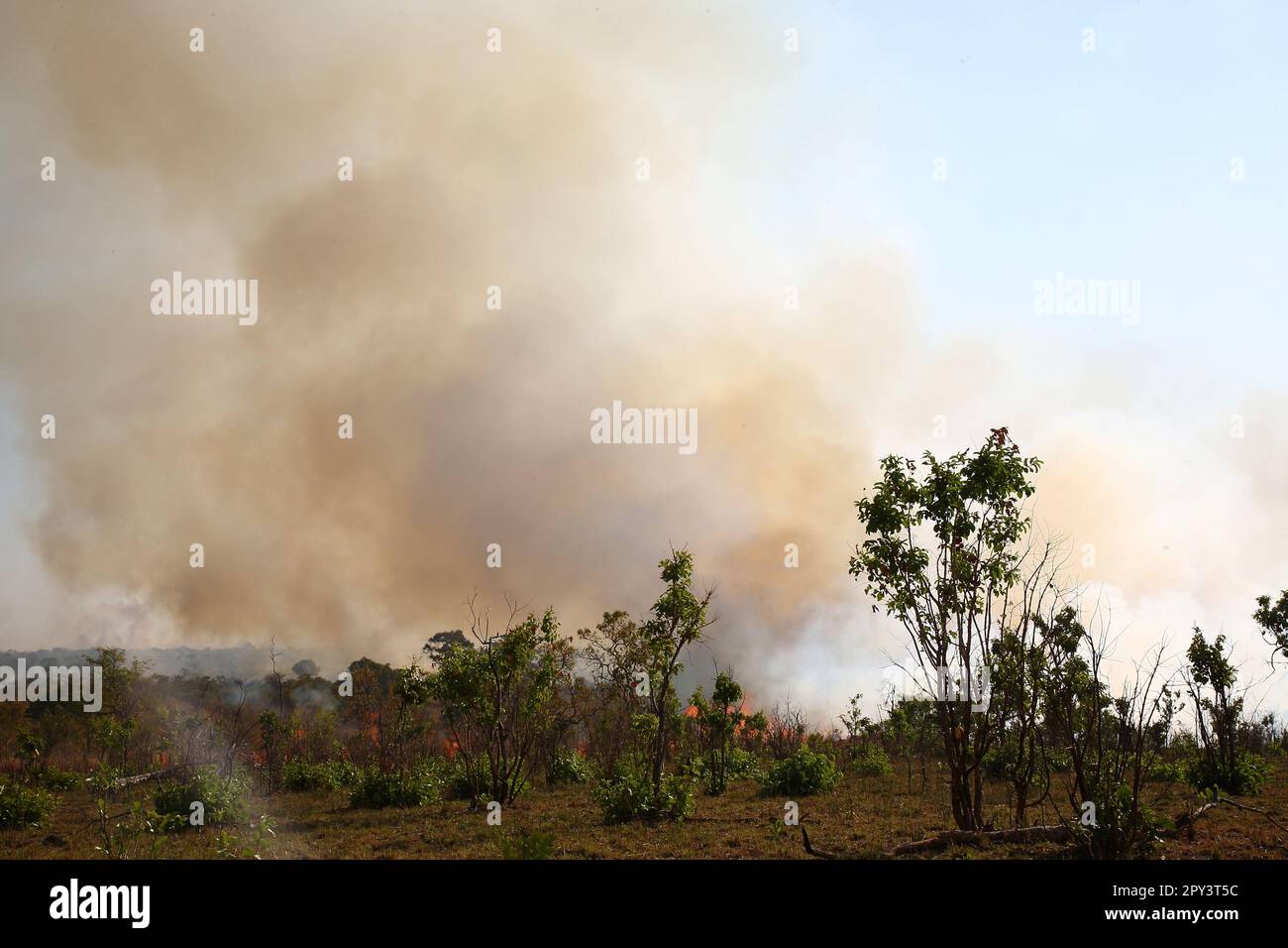 Afrikanischer Busch - Krügerpark - Buschfeuer / African Bush - Kruger ...