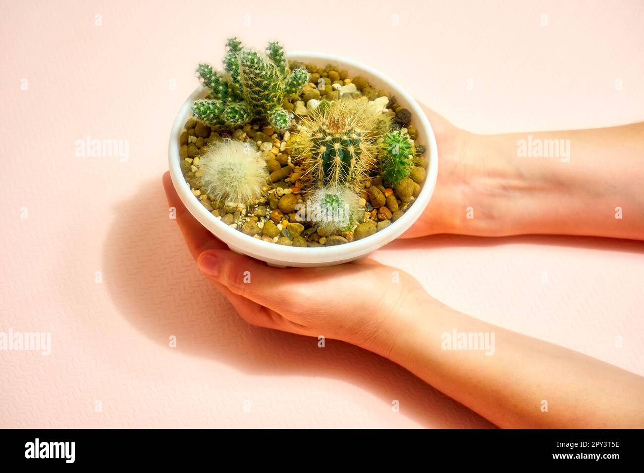 Cacti in a pot in woman's hands on a pink background. Soft filter on ...
