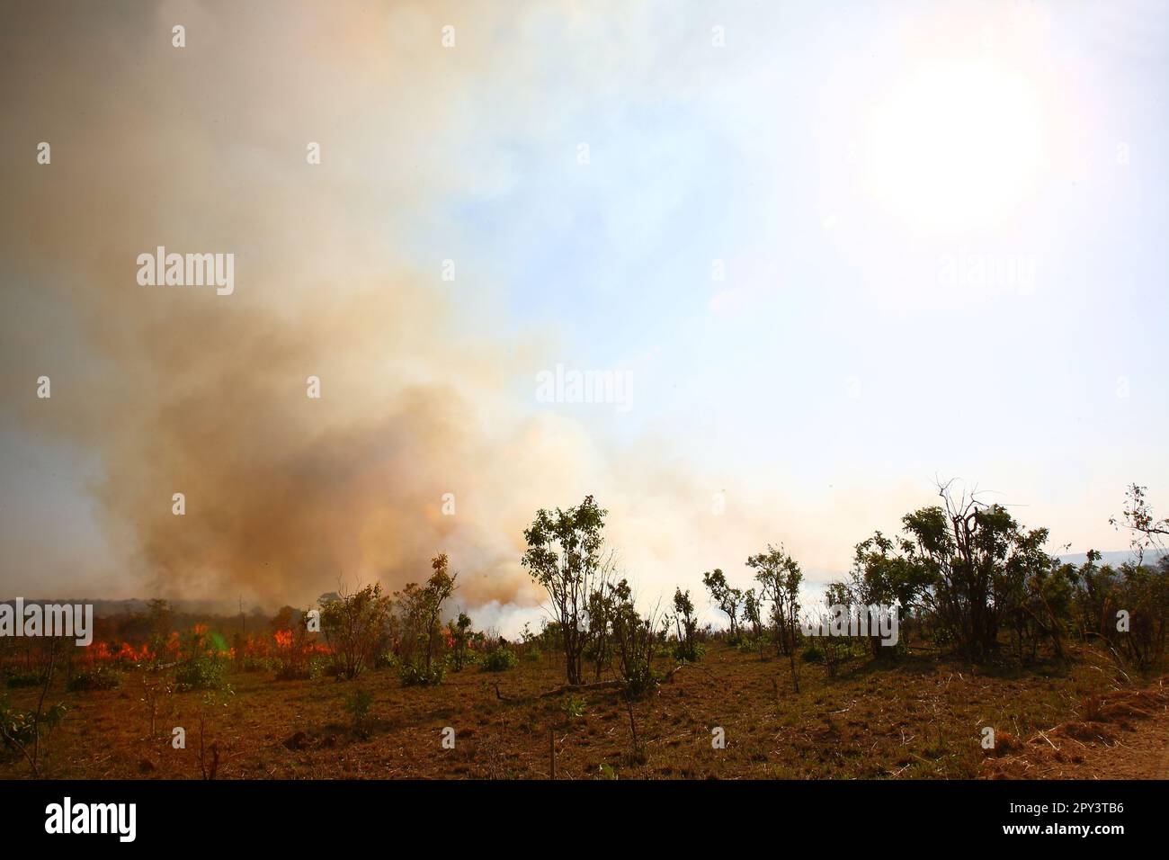 Afrikanischer Busch - Krügerpark - Buschfeuer / African Bush - Kruger ...