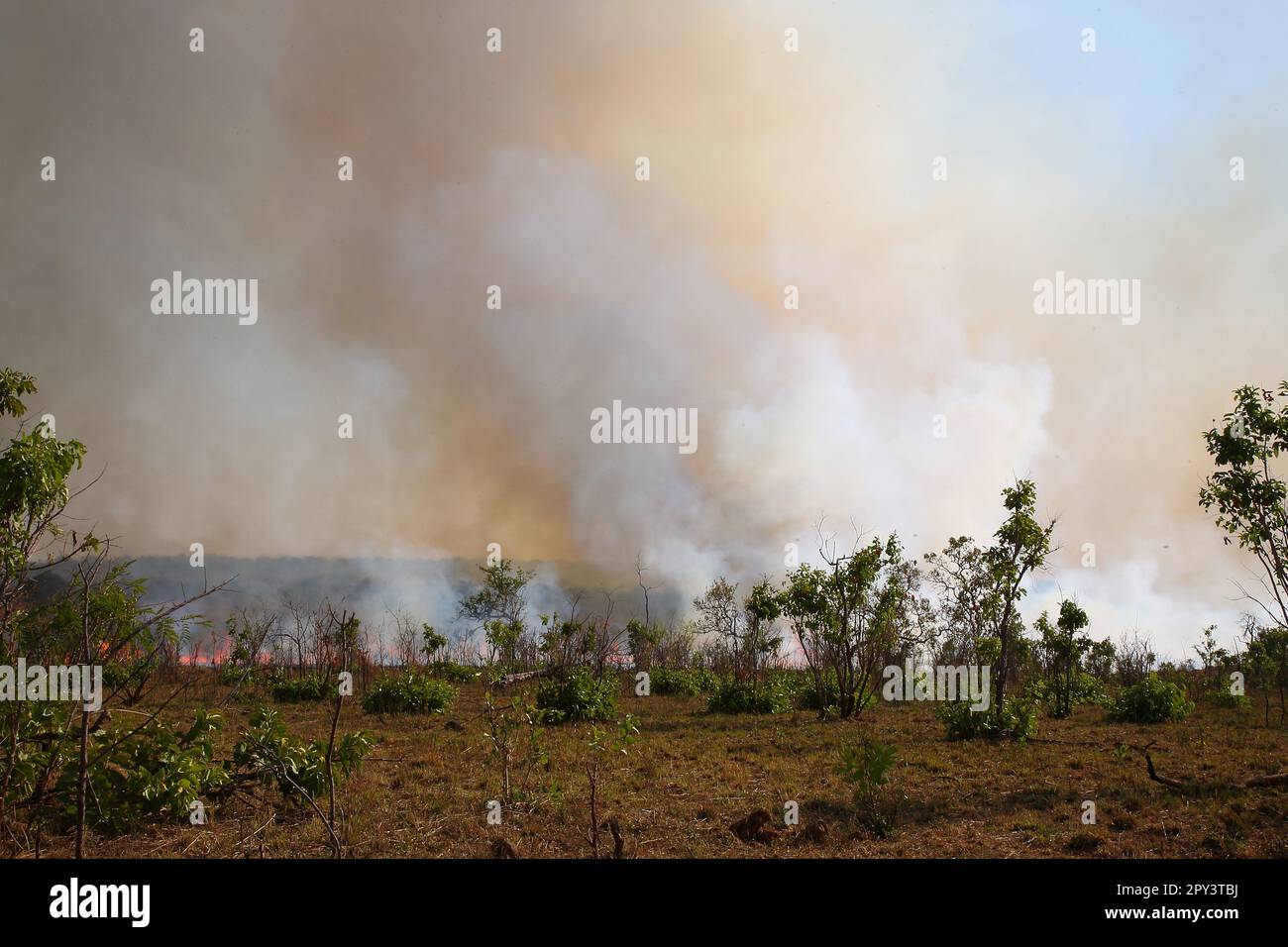Afrikanischer Busch - Krügerpark - Buschfeuer / African Bush - Kruger ...