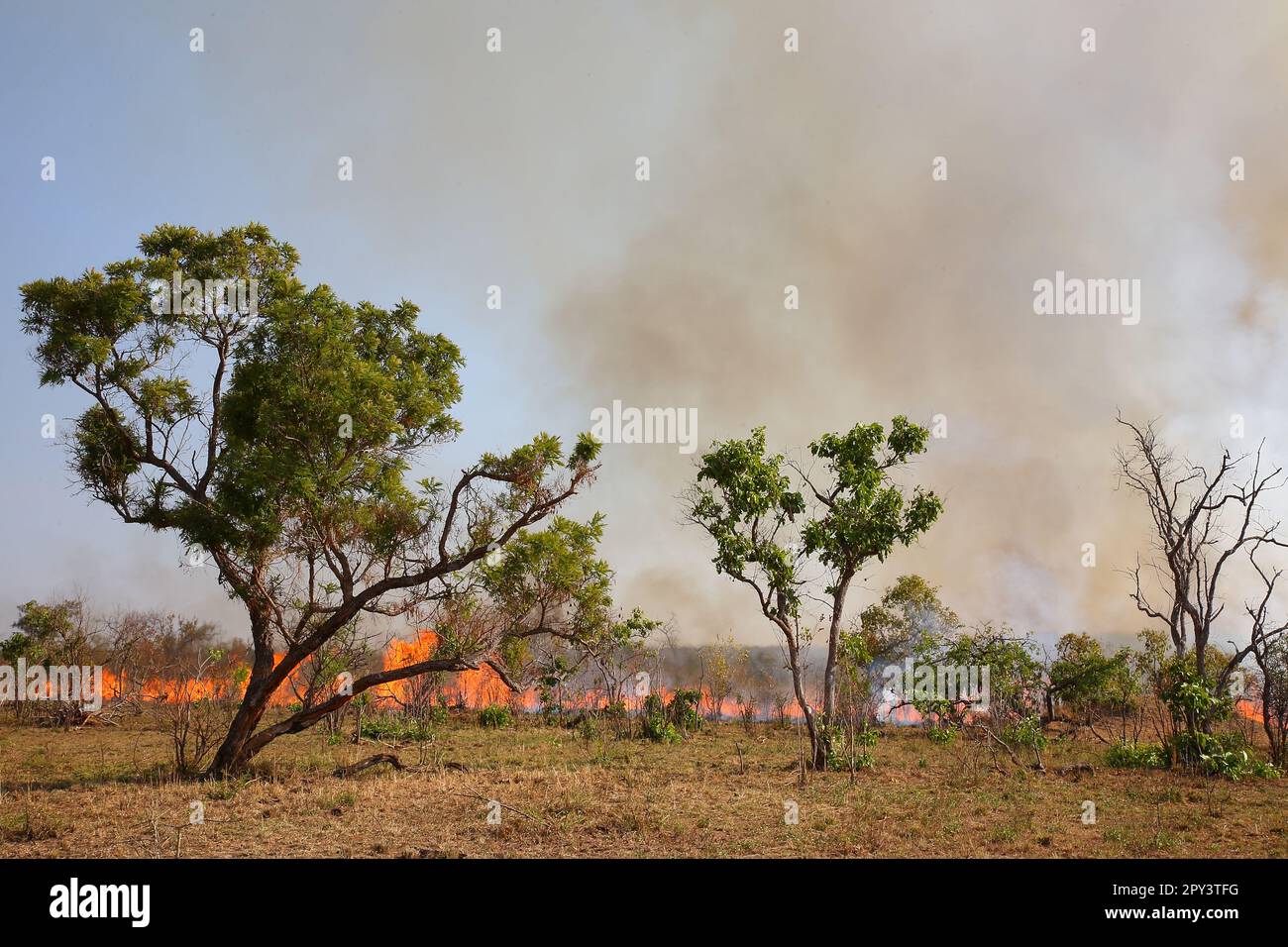 Afrikanischer Busch - Krügerpark - Buschfeuer / African Bush - Kruger ...