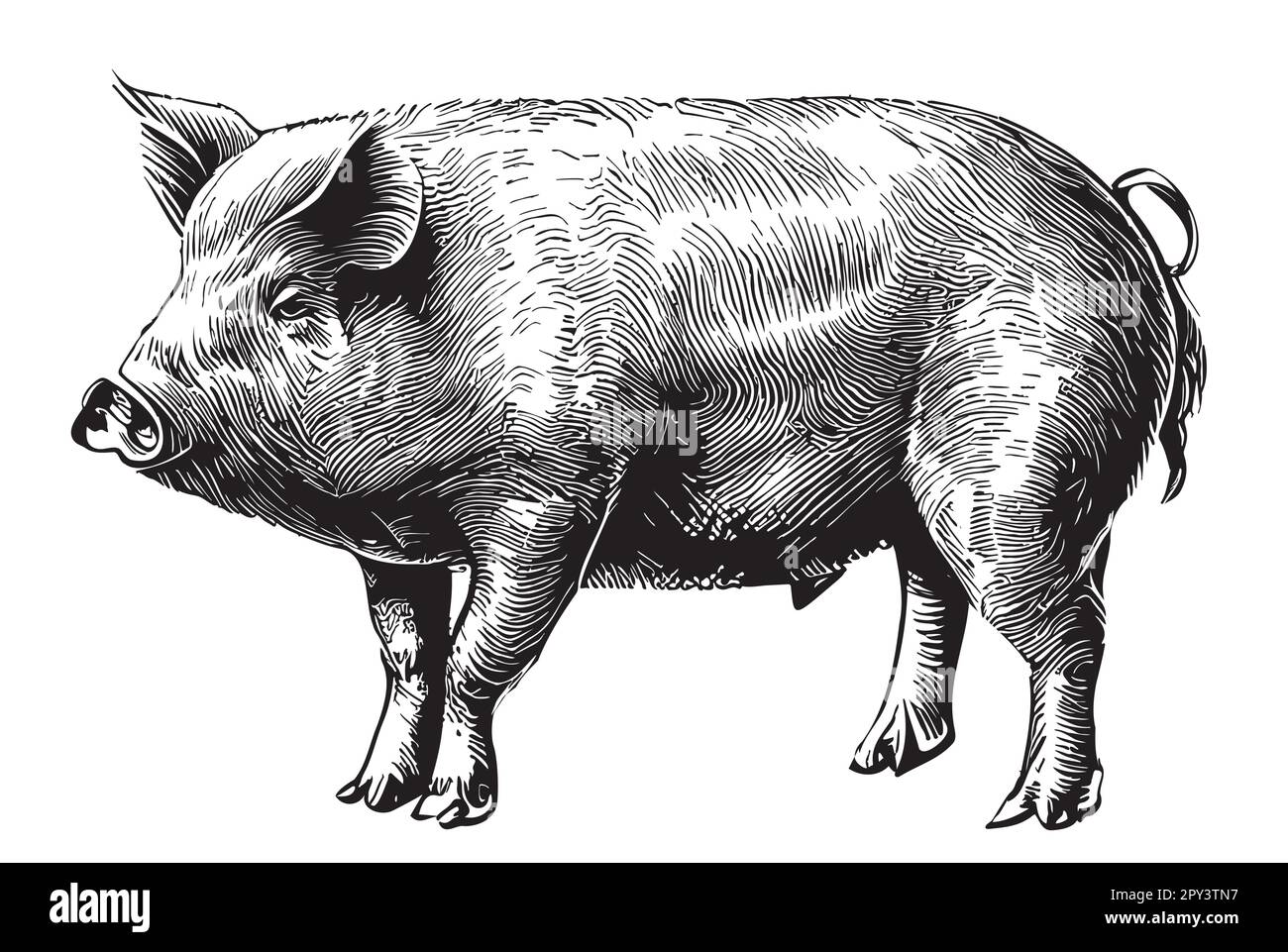 Pig in corral Stock Vector Images - Alamy