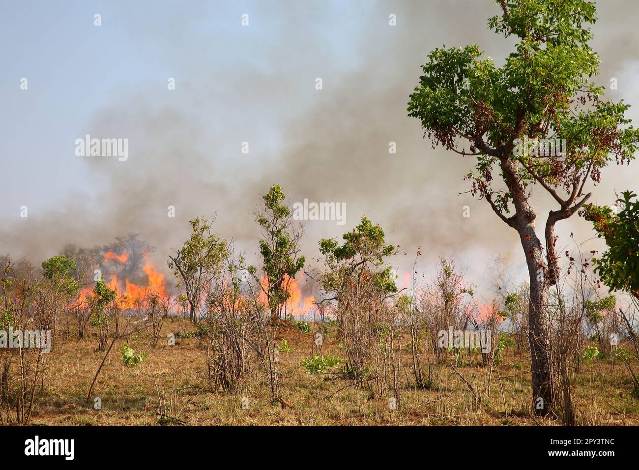 Afrikanischer Busch - Krügerpark - Buschfeuer / African Bush - Kruger ...