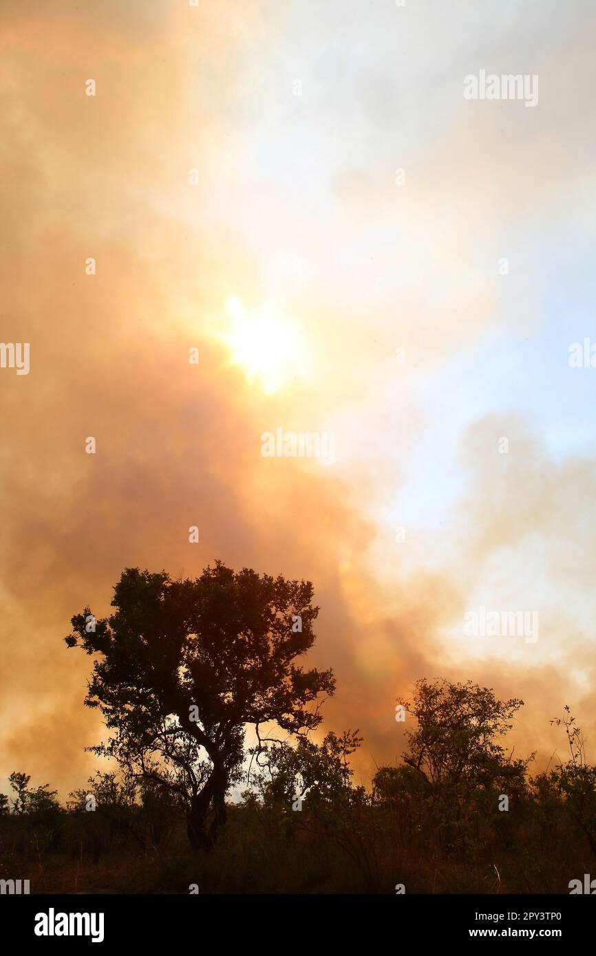 Afrikanischer Busch - Krügerpark - Buschfeuer / African Bush - Kruger ...