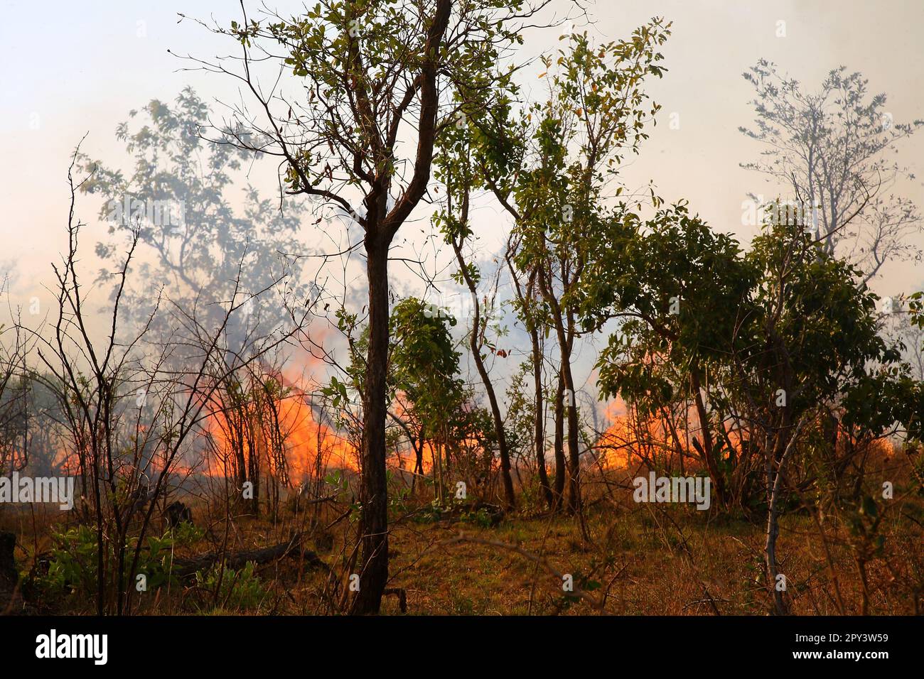 Afrikanischer Busch - Krügerpark - Buschfeuer / African Bush - Kruger ...