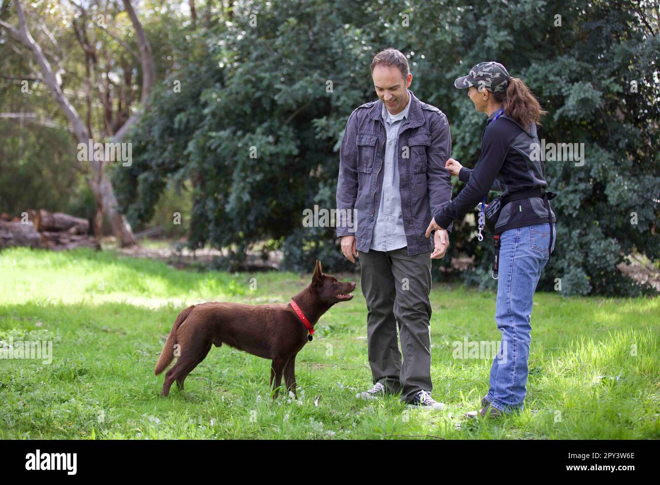 KOKO: A RED DOG STORY, from left: Hero the dog as Koko, Felix ...