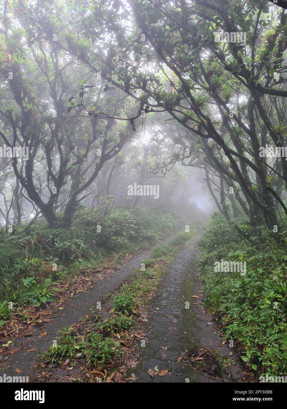 Outdoor trail in foggy park. Tropical jungle in fog Stock Photo - Alamy