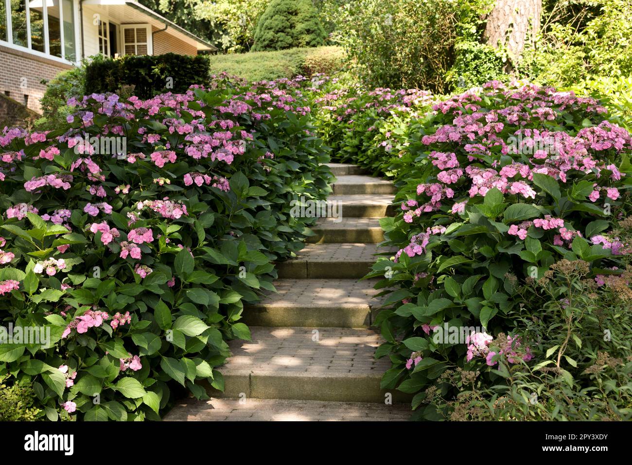 Pathway among beautiful hydrangea shrubs with violet flowers outdoors ...
