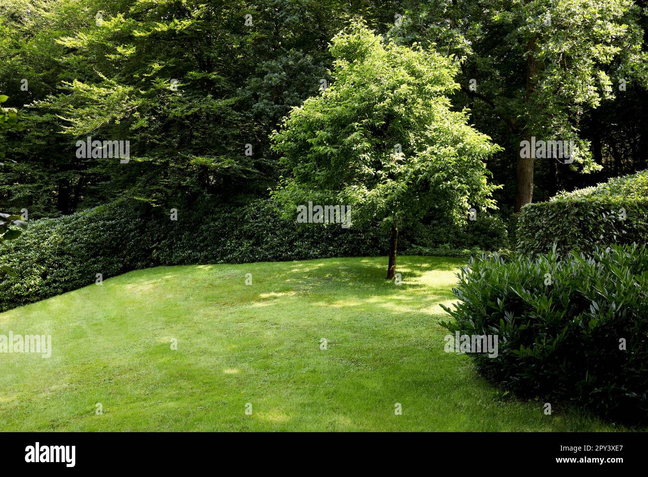 Beautiful lawn with green grass and bushes outdoors Stock Photo - Alamy