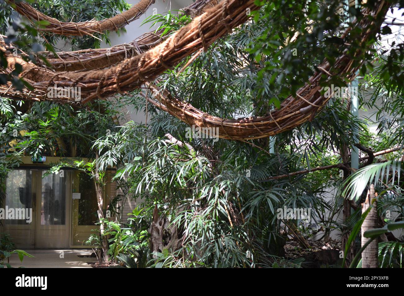 Trees foliage in zoo enclosure hi-res stock photography and images - Alamy
