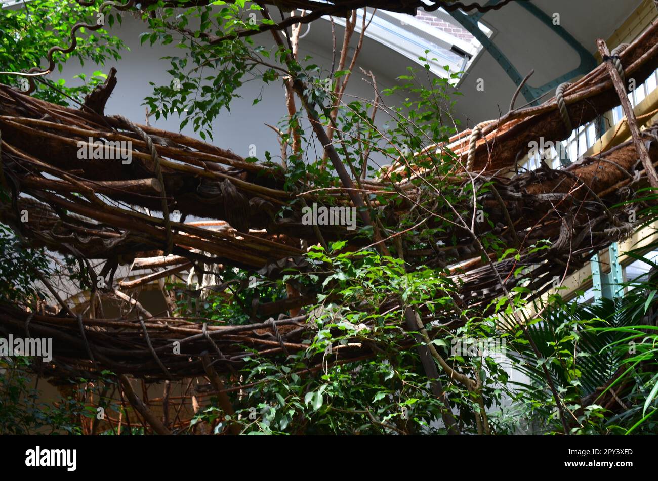 Plants with lush leaves in zoo enclosure Stock Photo - Alamy