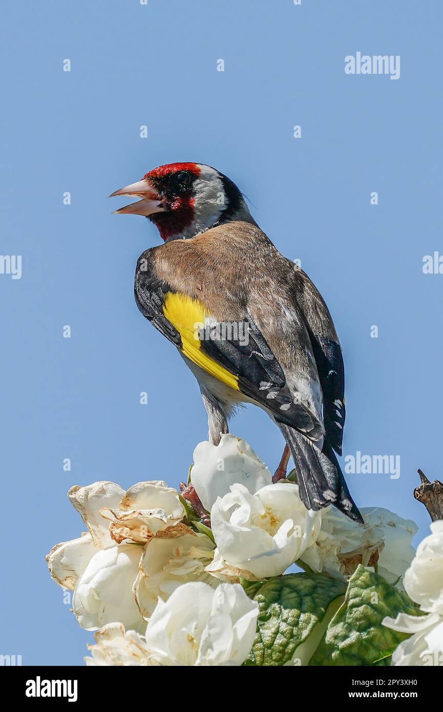 Singing in the sun hi-res stock photography and images - Alamy