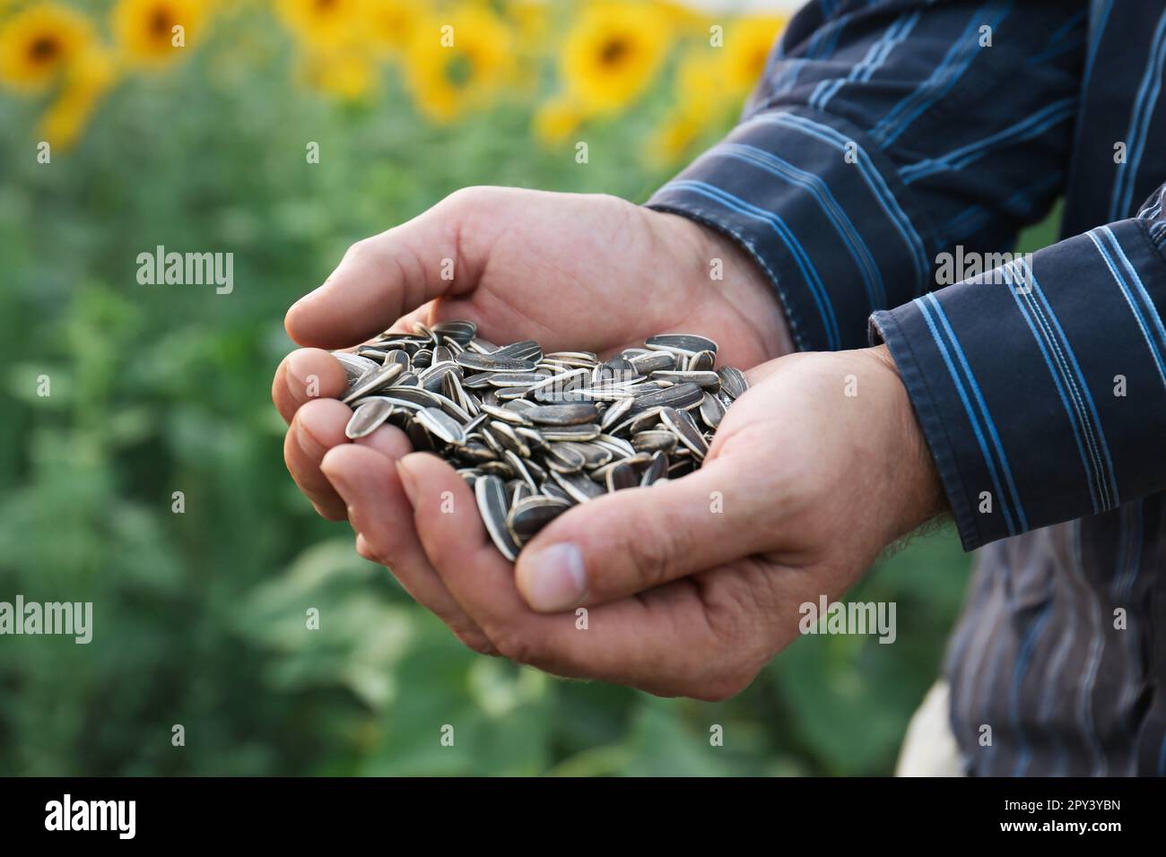 Man holding sunflower seed hi-res stock photography and images - Alamy