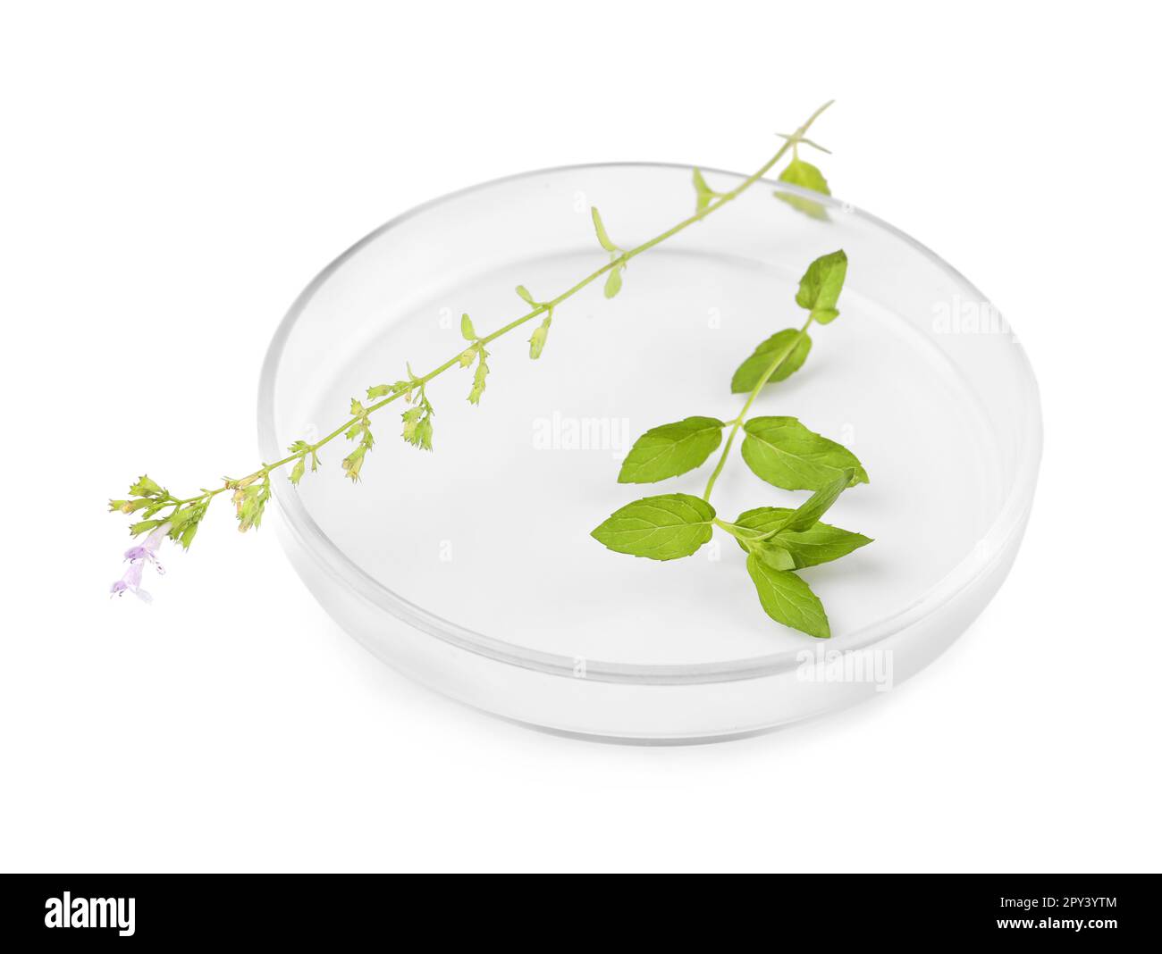 Petri dish with different plants isolated on white Stock Photo - Alamy