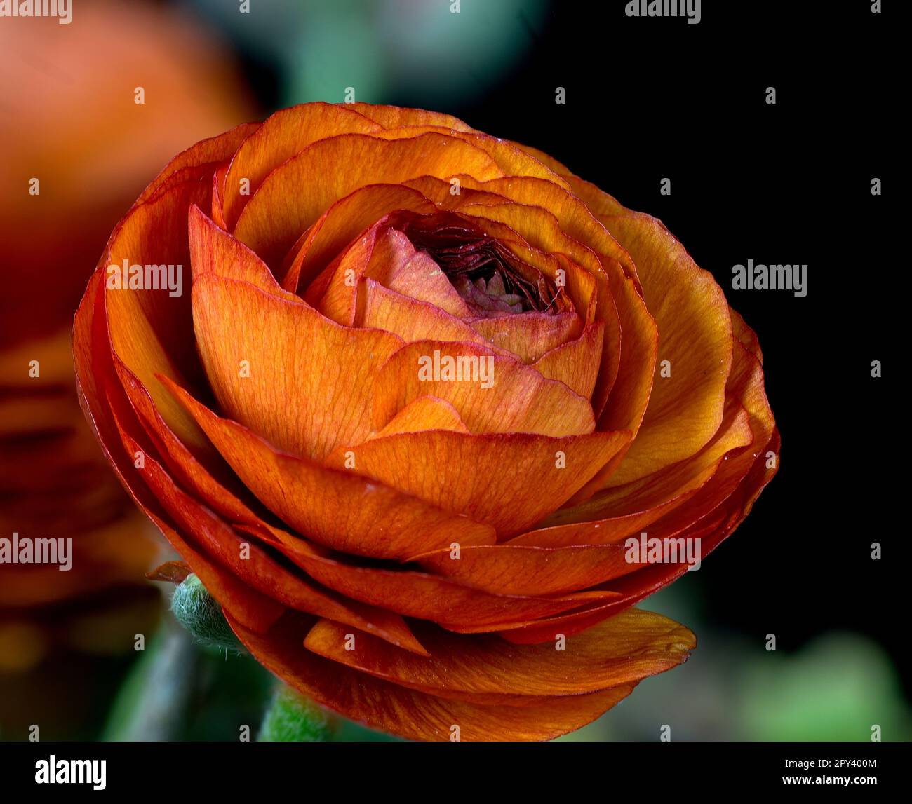 Orange ranunculus garden hi-res stock photography and images - Alamy