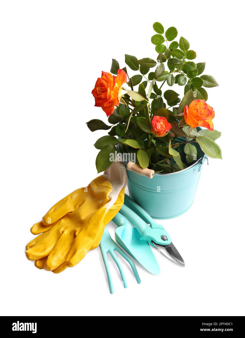 Pair of gloves, blooming rose bush and gardening tools on white ...