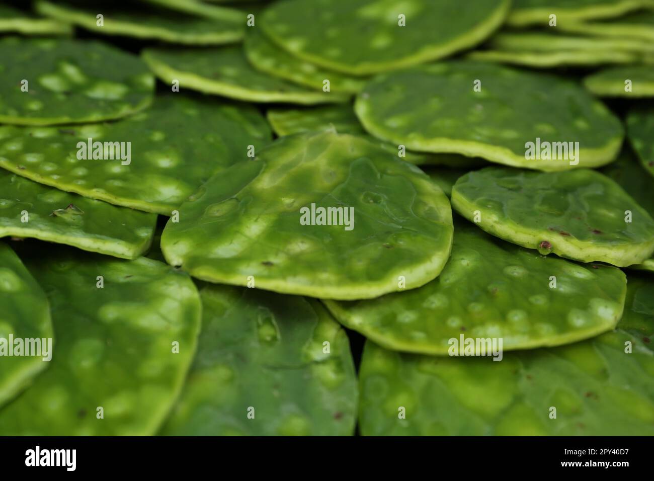Heap of fresh nopal leaves as background, closeup Stock Photo - Alamy