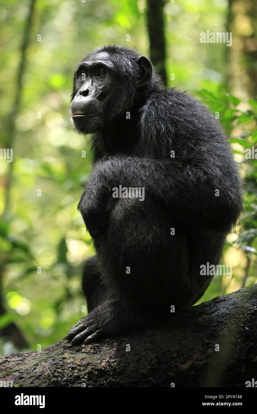 CHIMP EMPIRE, Damien, (Season 1, aired Apr. 19, 2023). photo: ©Netflix ...