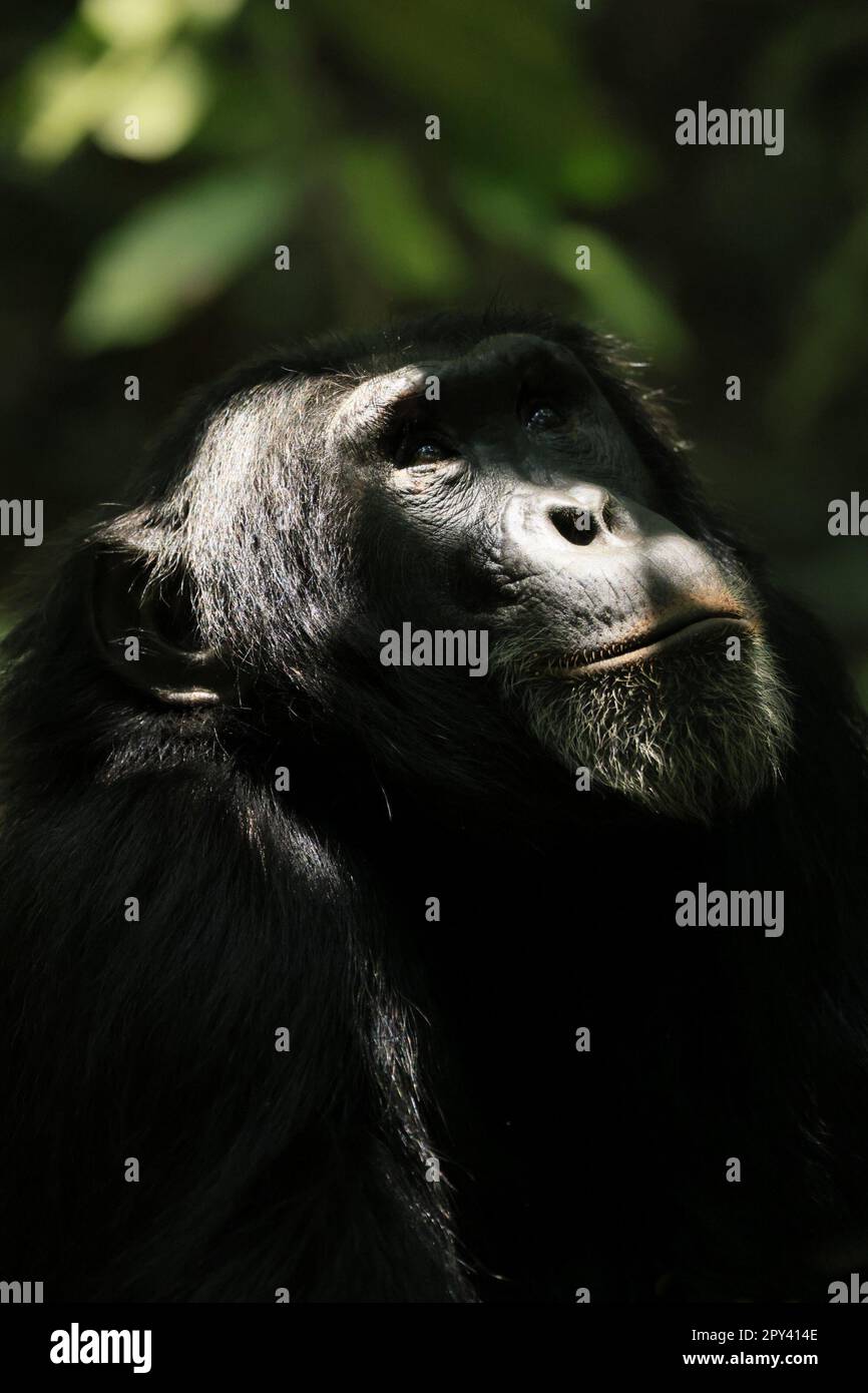 CHIMP EMPIRE, Wayne, (Season 1, aired Apr. 19, 2023). photo: ©Netflix ...