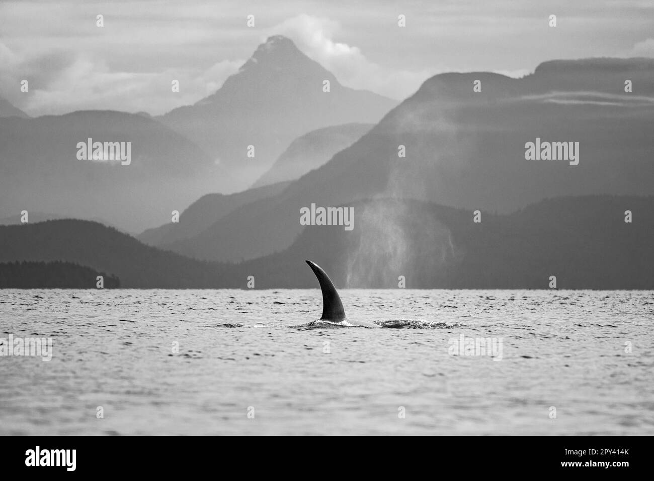 A majestic orca whale swimming through the clear blue water in British ...
