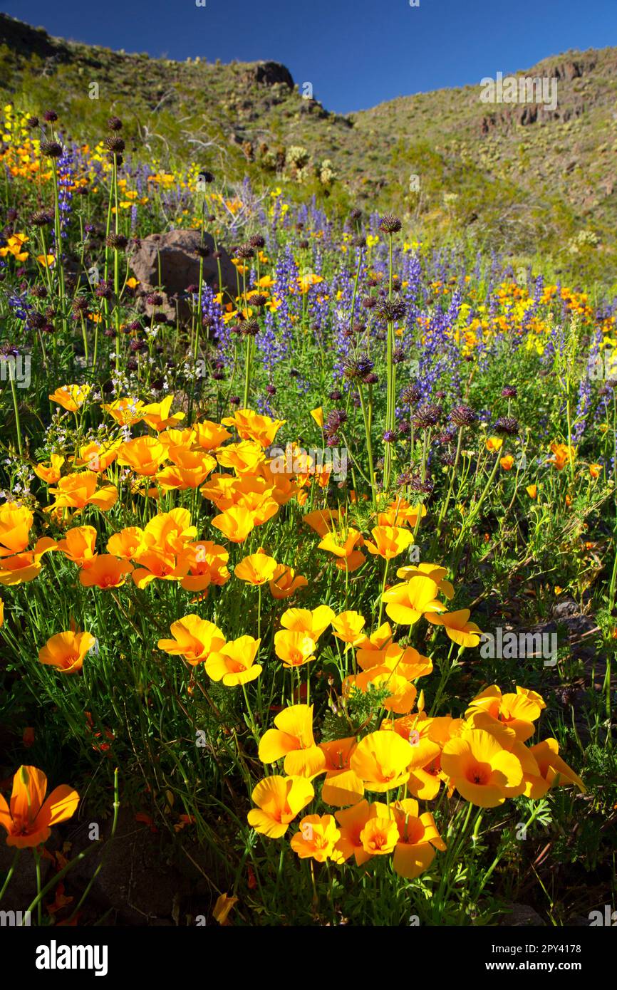 California poppies with lupine, Mount Nutt Wilderness, Route 66 ...