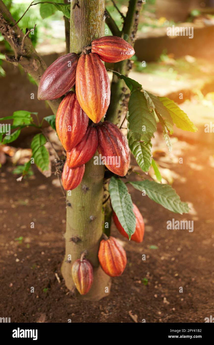 Clean orange brown color cocoa pod hang on farm tree close up view ...