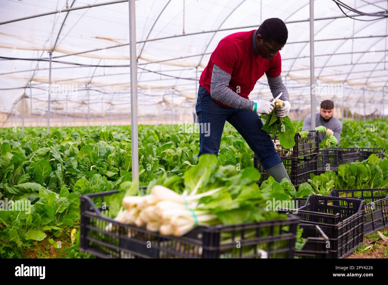 African american worker gathering in crops of green chard Stock Photo ...