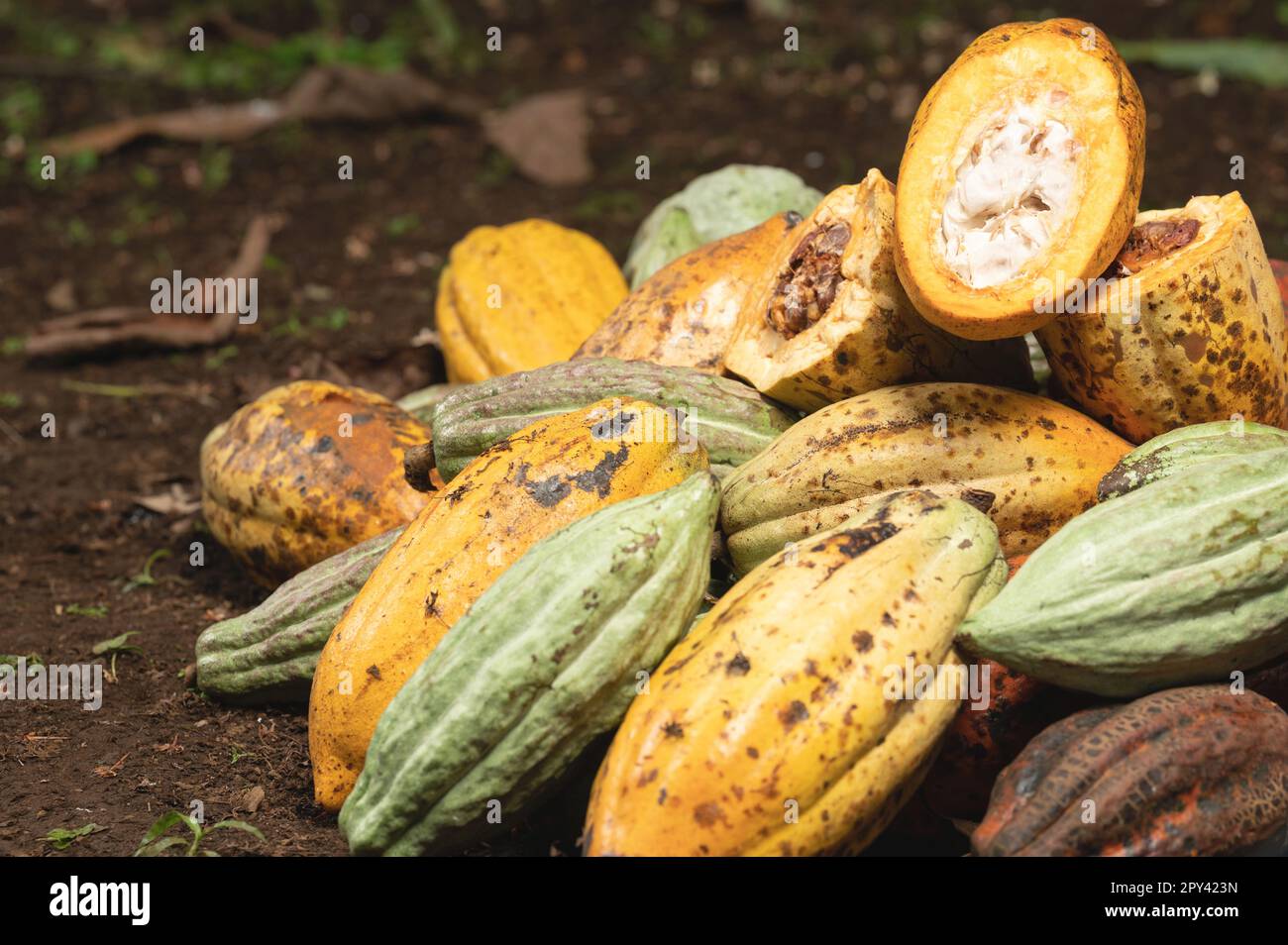 Stack of many cacao pods lay on ground close up view Stock Photo - Alamy