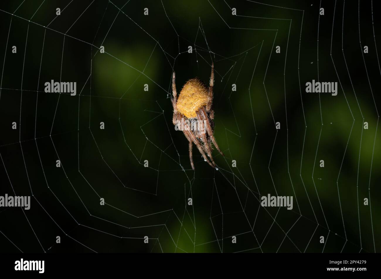 Yellow scared spider sitting on web macro close up view Stock Photo - Alamy