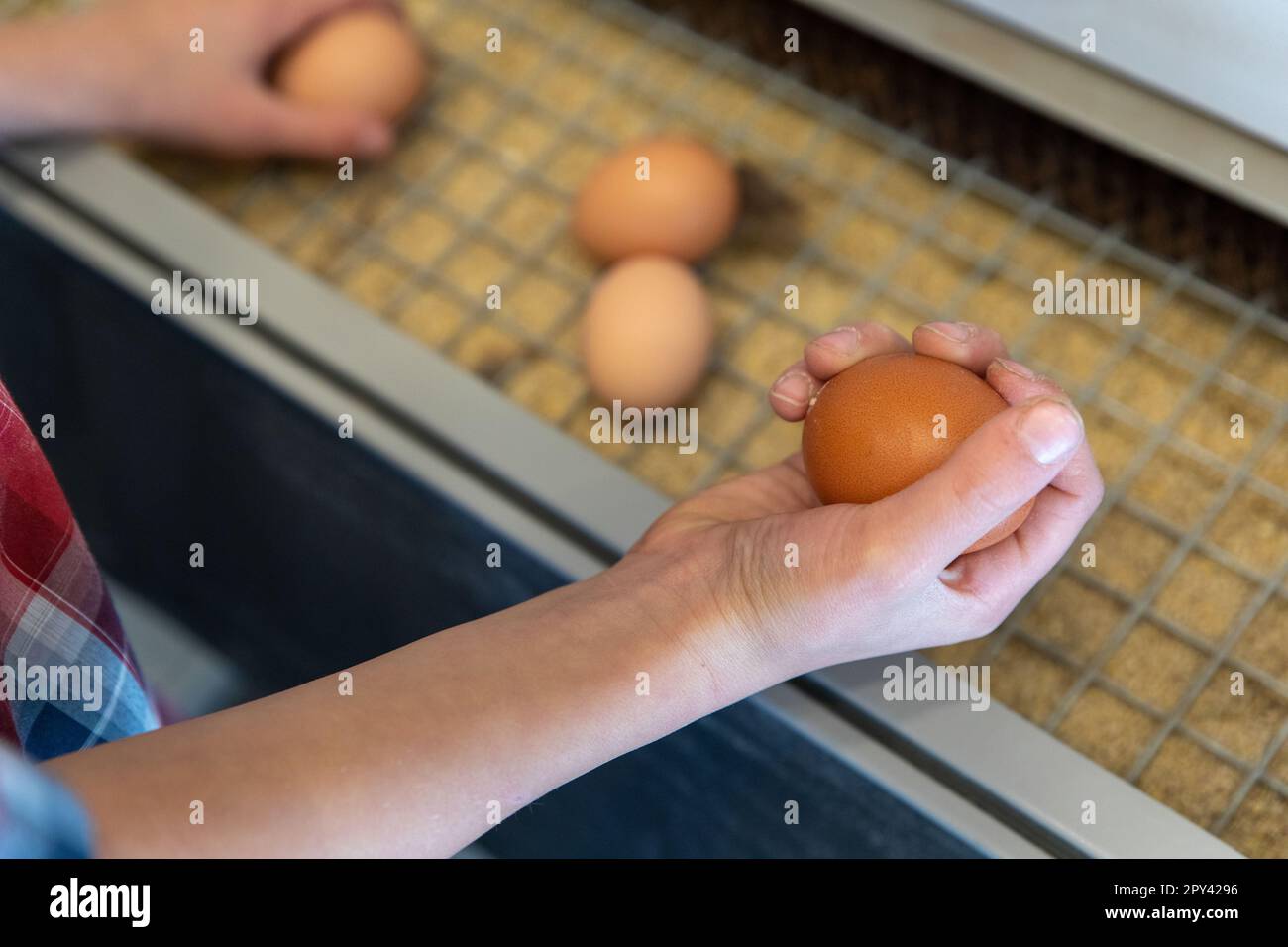Chicken egg collecting Stock Photo - Alamy