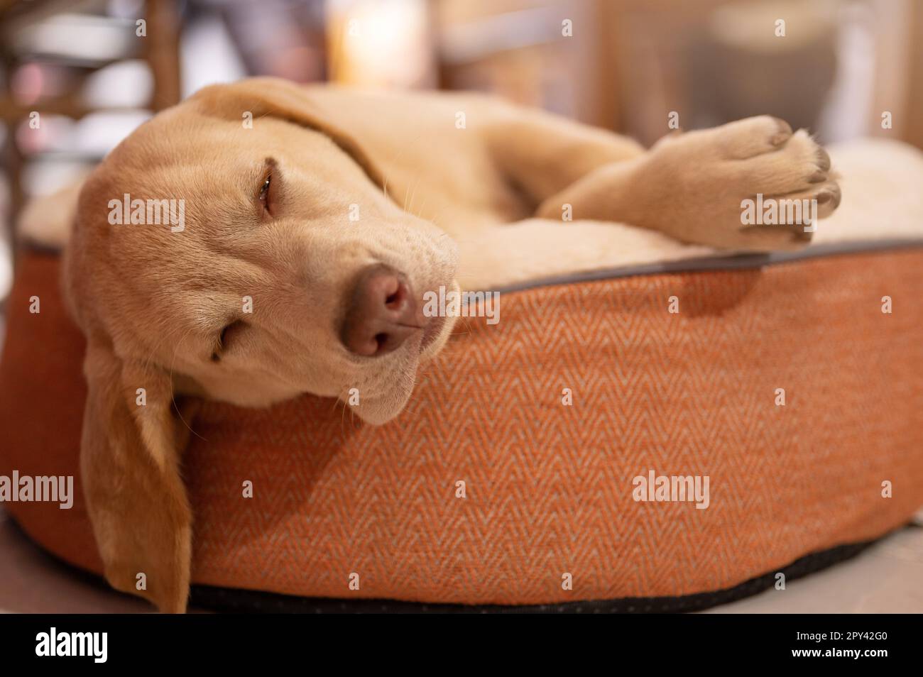 Falling asleep labrador dog on blurred house background Stock Photo - Alamy