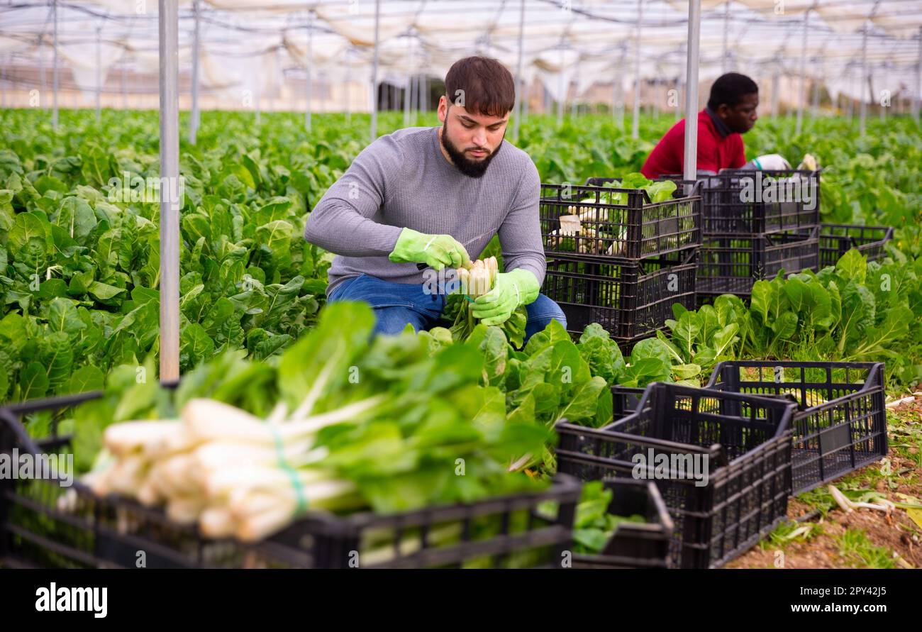 Young farmer harvesting Swiss chard Stock Photo - Alamy
