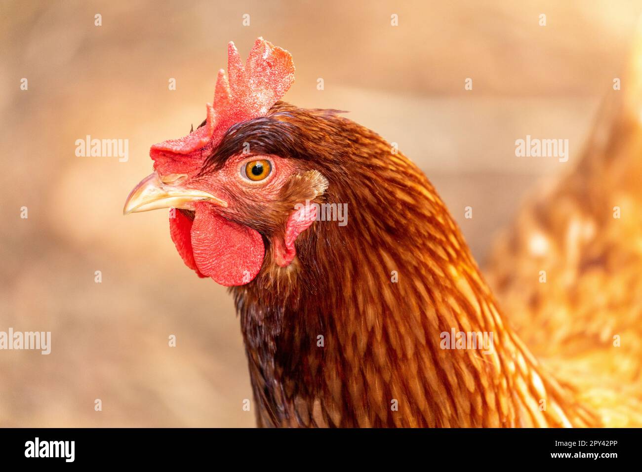Chicken head island hi-res stock photography and images - Alamy