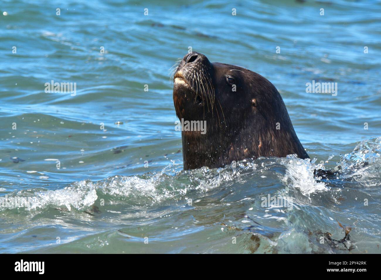 Sea lion in Patagonia coastal, Peninsula Valdes, Patagonia, Argentina ...