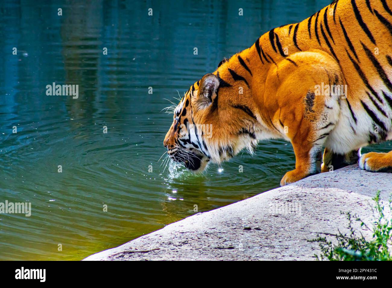 A predatory animal tiger drinks water from a pond. Panthera tigris ...