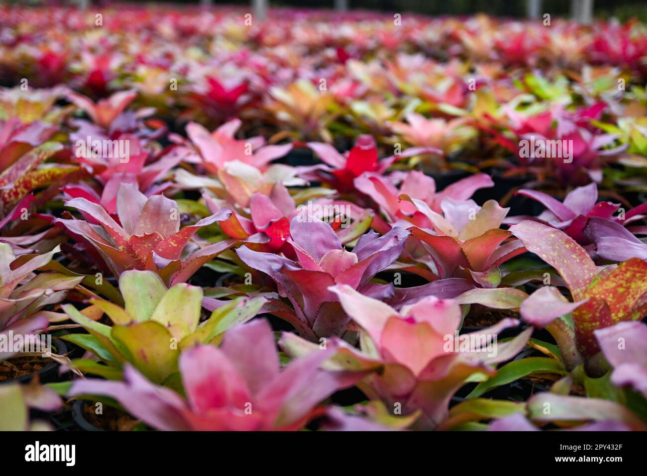 Bromeliad garden colorful of leaves bromeliad flower blooming in ...