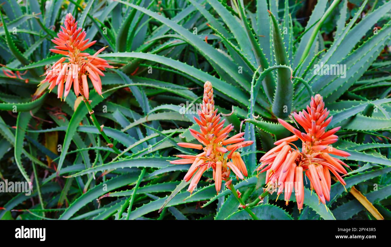 Growing Aloe vera plants. Stems with blooming red flowers. Farming at ...