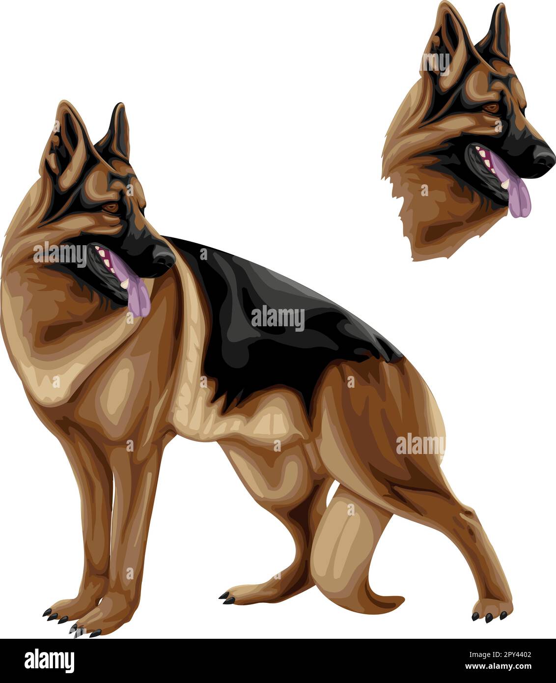 German Shepherd. Vector illustration of German Shepherd dog breed ...