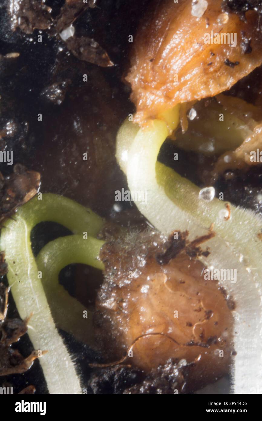 macro photography of coriander seeds germinating under inside soil ...
