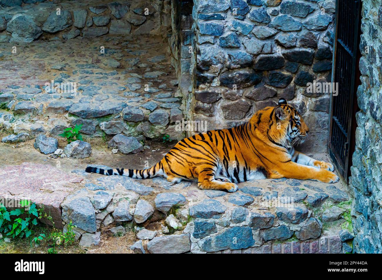 Predatory animal tiger in captivity of the zoo. Panthera tigris. Animal ...
