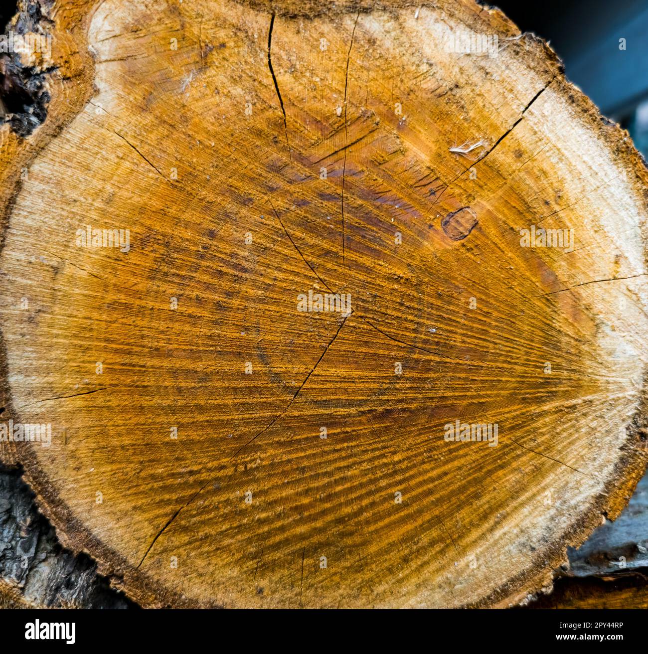 Timber background. Round cut down tree with annual rings as a wood ...