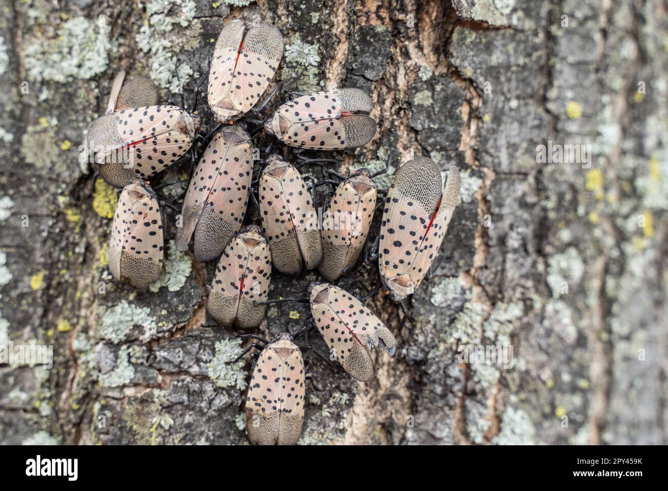 Invasive spotted lanternfly hi-res stock photography and images - Alamy