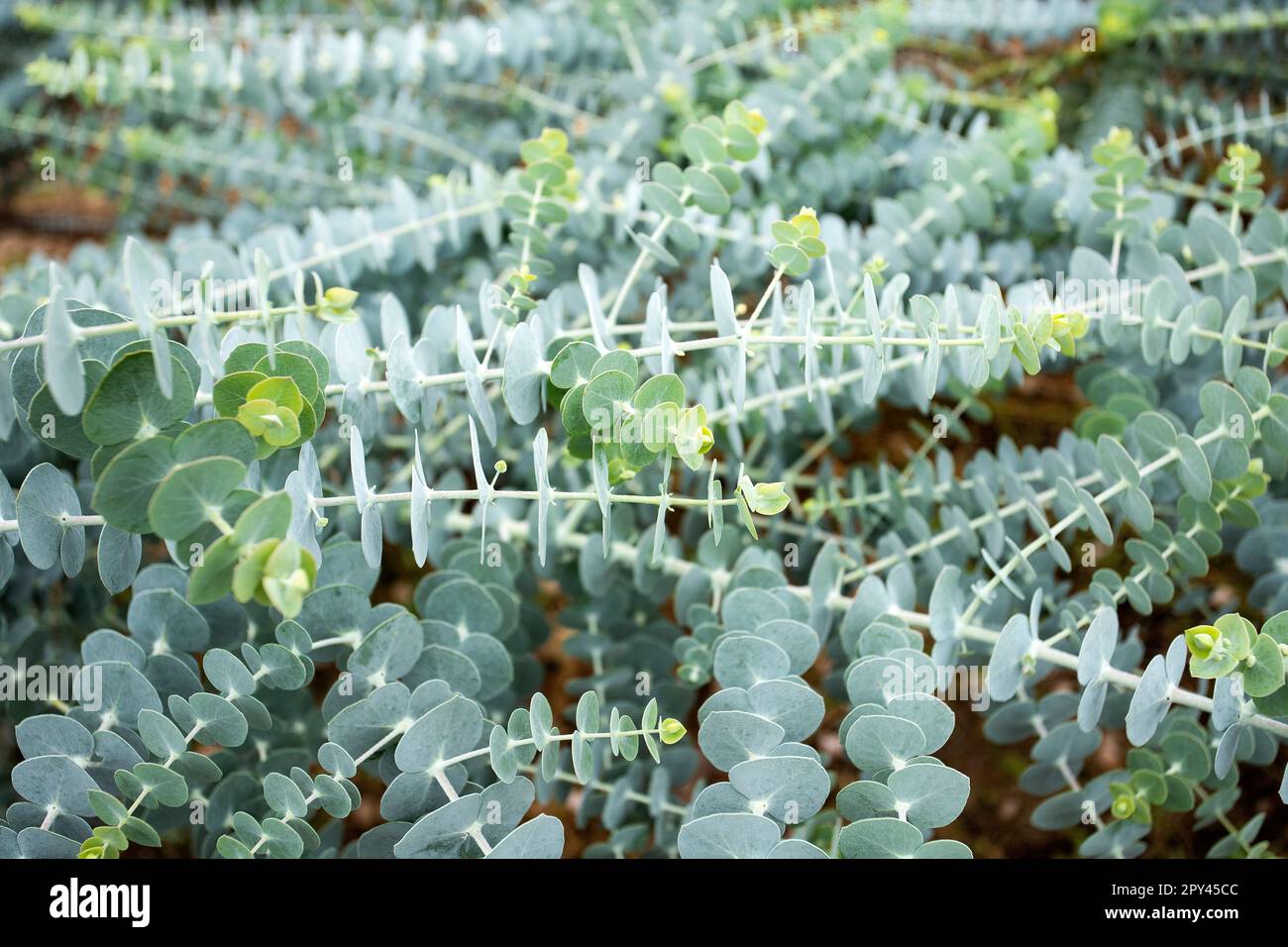 Eucalyptus plant baby blue - Eucalyptus little boy blue Stock Photo - Alamy