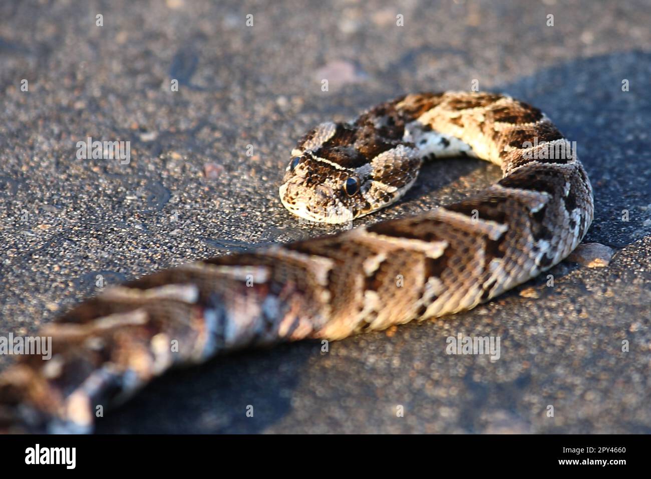 African puff adders hi-res stock photography and images - Alamy