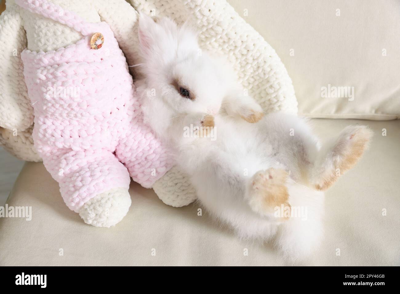 Fluffy white rabbit on sofa. Cute pet Stock Photo - Alamy